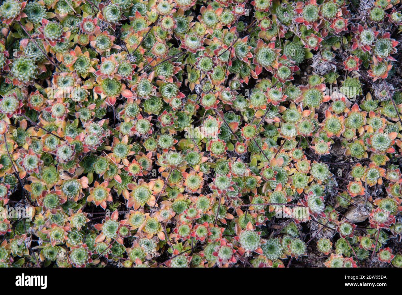 Sedum flower bed hi-res stock photography and images - Alamy