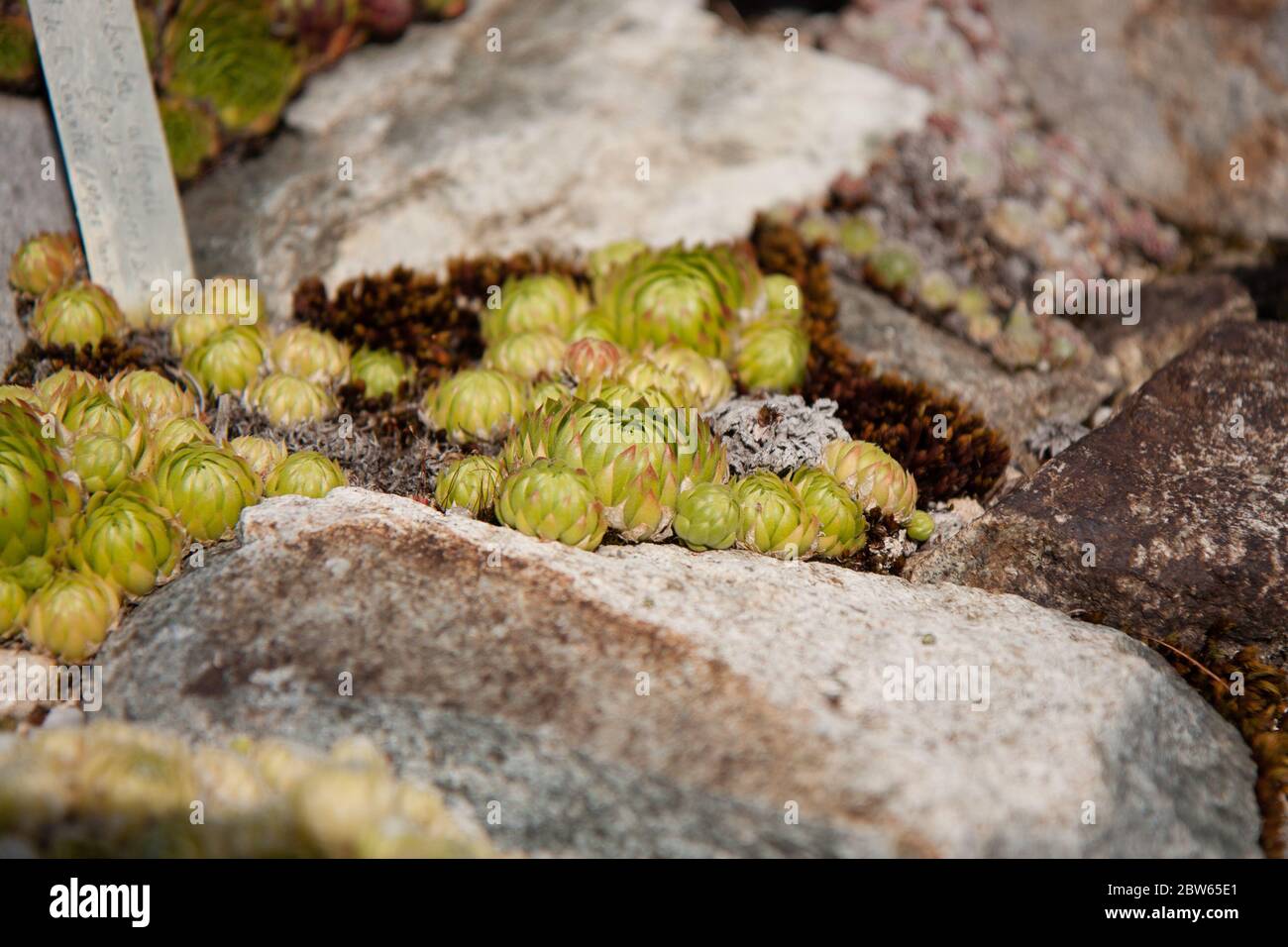 Plants on rocks Stock Photo - Alamy