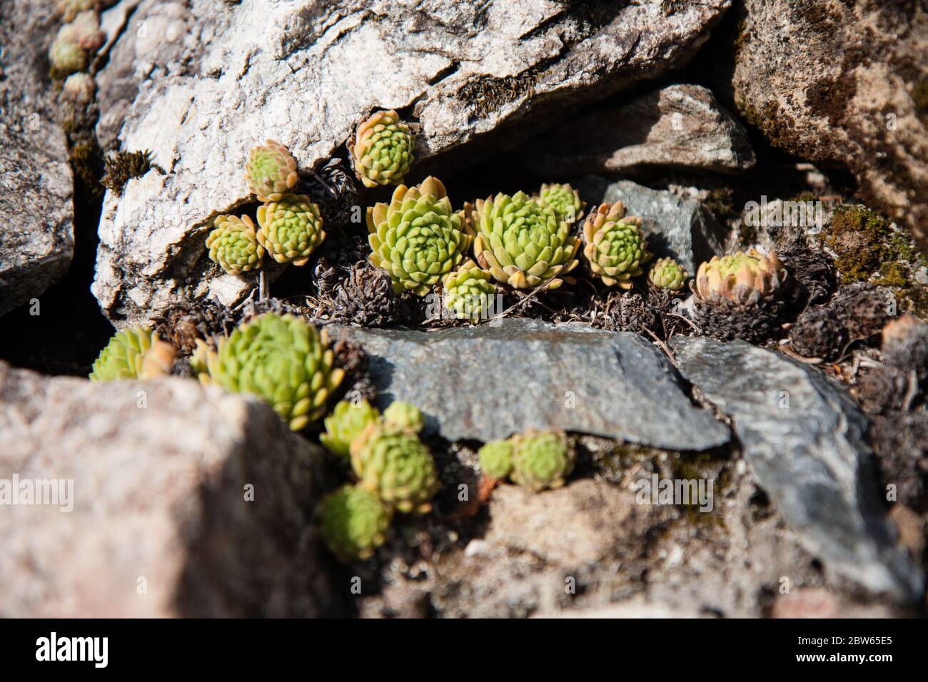 Plants on rocks Stock Photo - Alamy