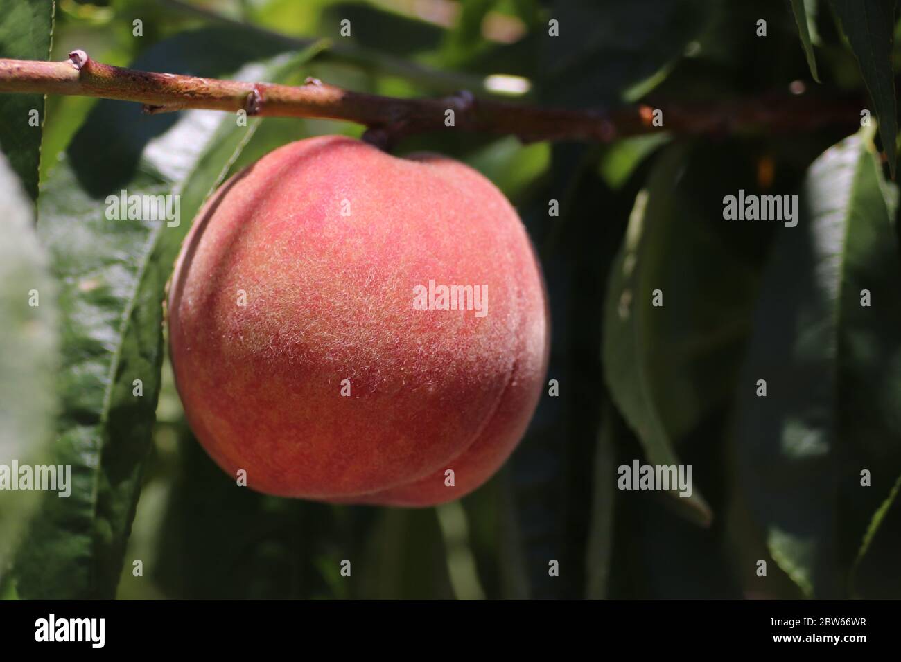 Juicy peach hi-res stock photography and images - Alamy