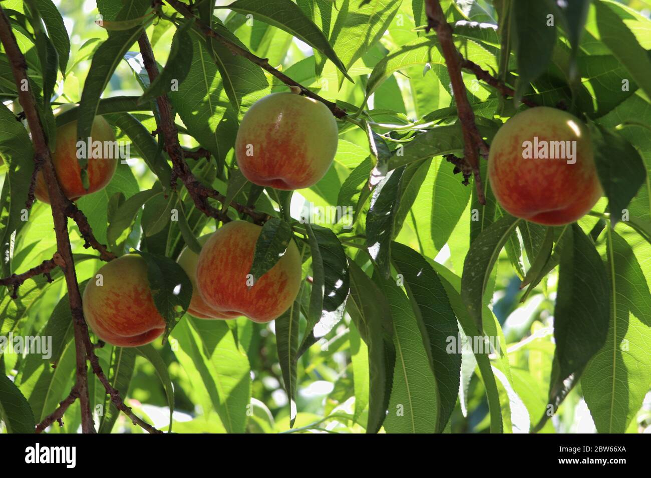 Organic peach tree hi-res stock photography and images - Alamy