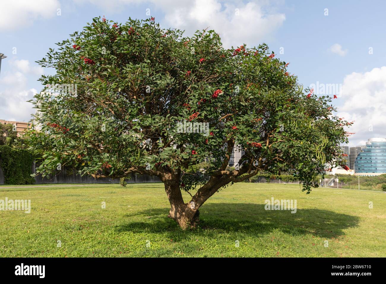 Cockspur coralbean hi-res stock photography and images - Alamy