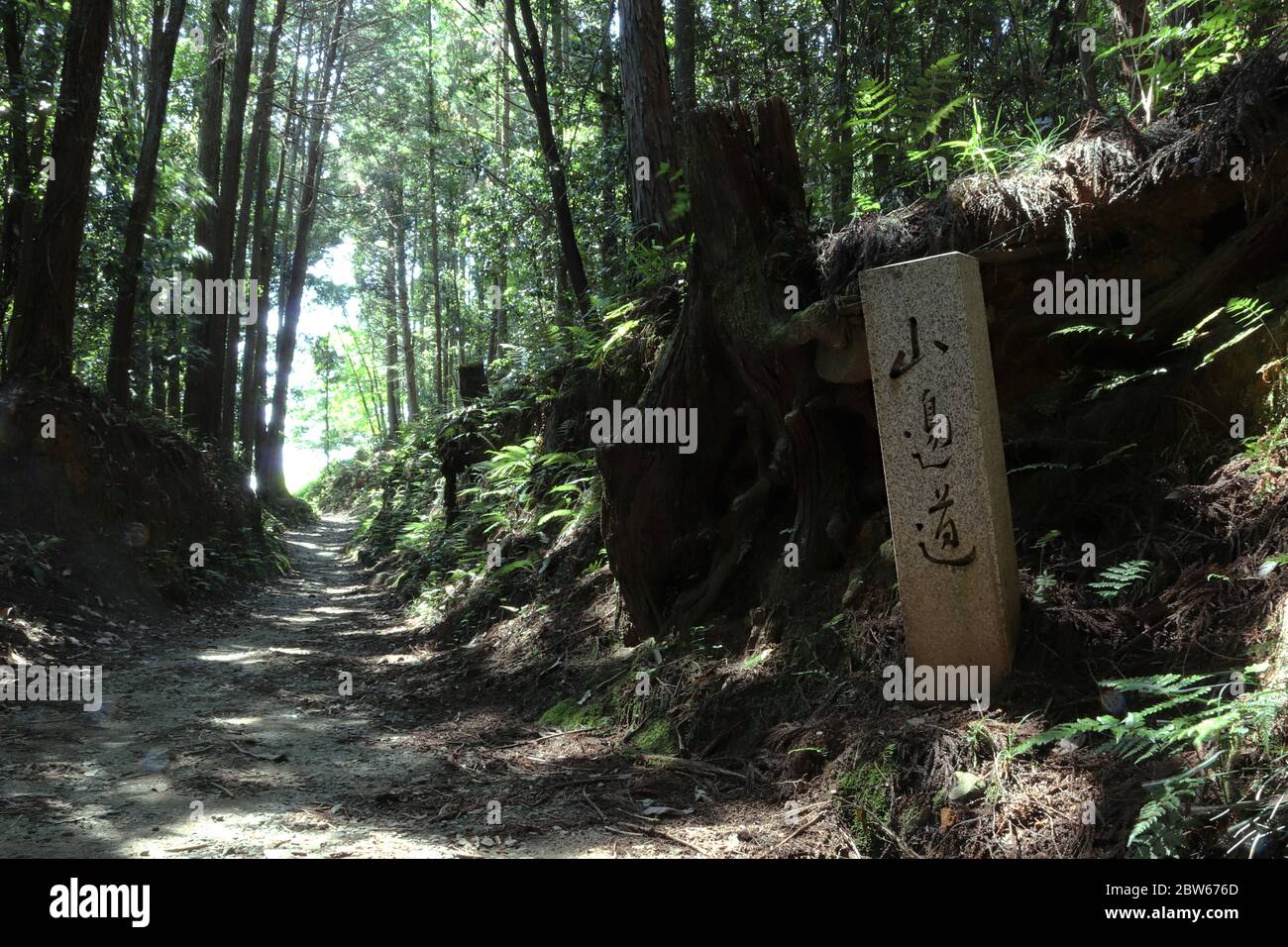 Japanese forest hi-res stock photography and images - Alamy