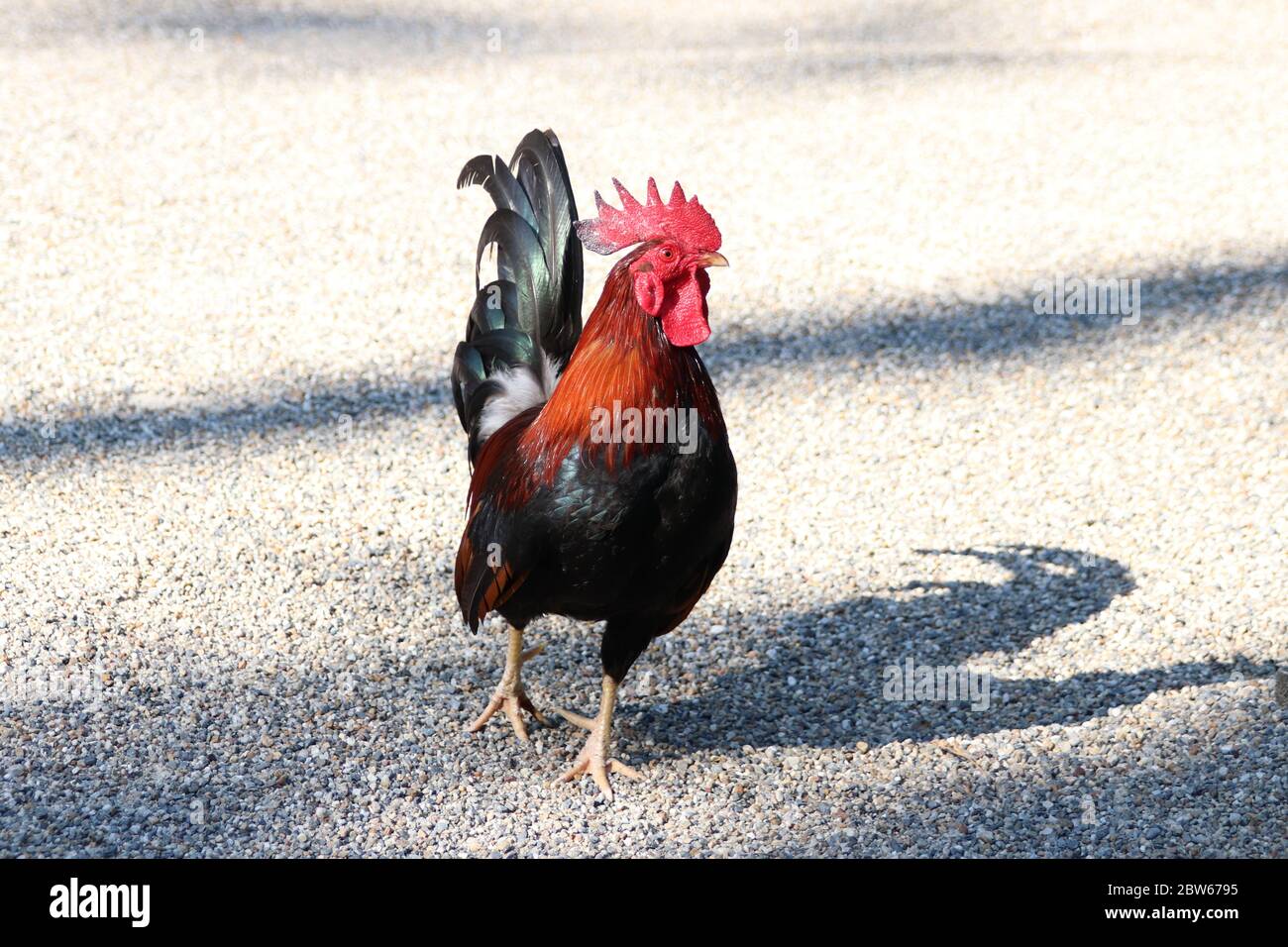 rooster in the farm Stock Photo - Alamy