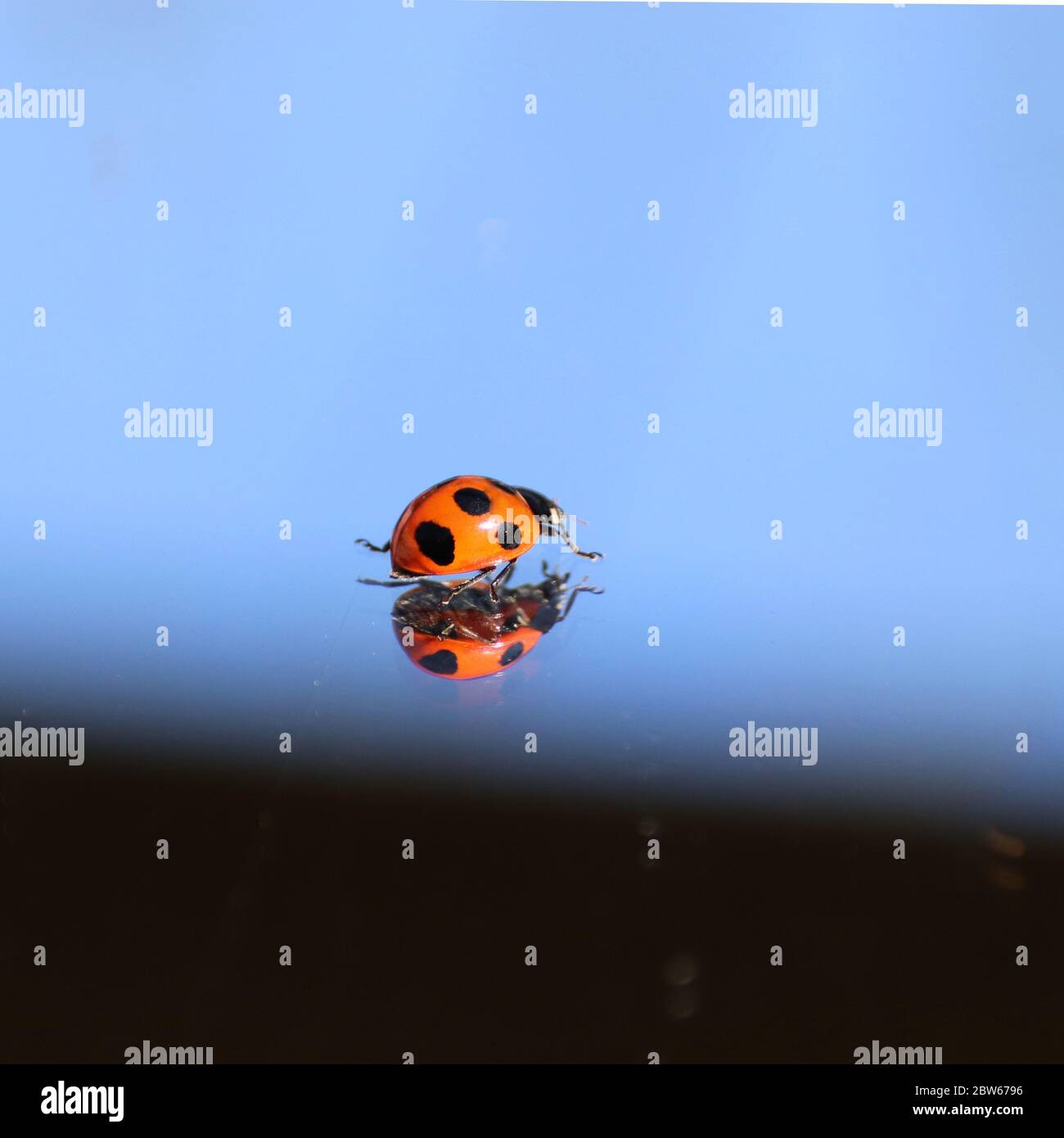 Ladybug walking on a mirror Stock Photo - Alamy