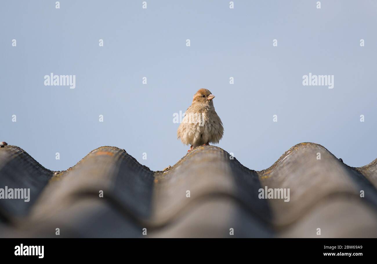 Sparrow roof top hi-res stock photography and images - Alamy