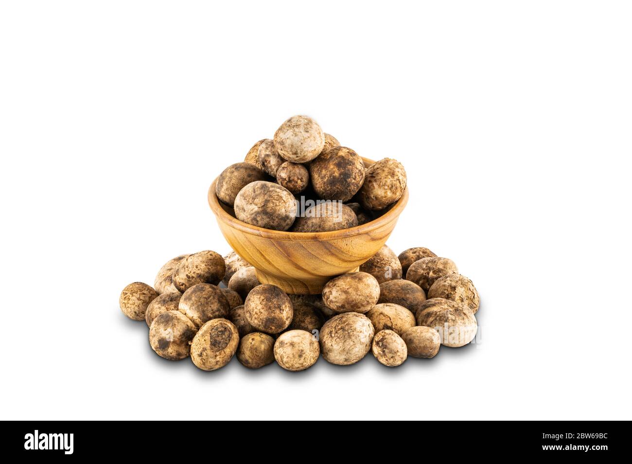 Mushroom Hygroscopic earthstar or Barometer earthstar or False ...