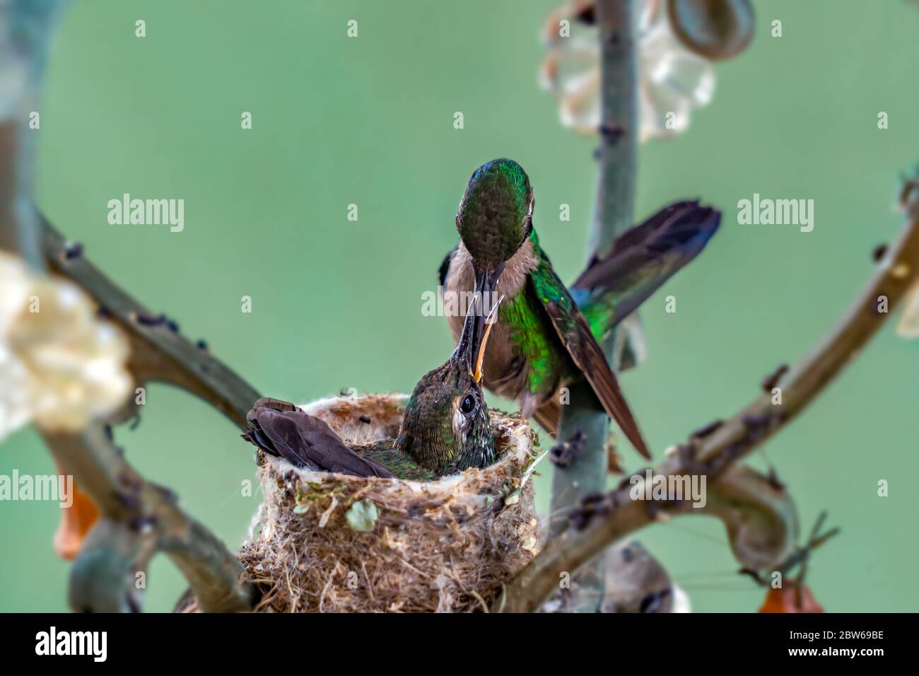 Adult hummingbird feeding its nestlings in the nest. The nest is made ...