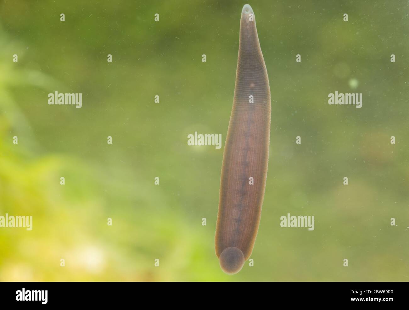 Dina lineata hi-res stock photography and images - Alamy