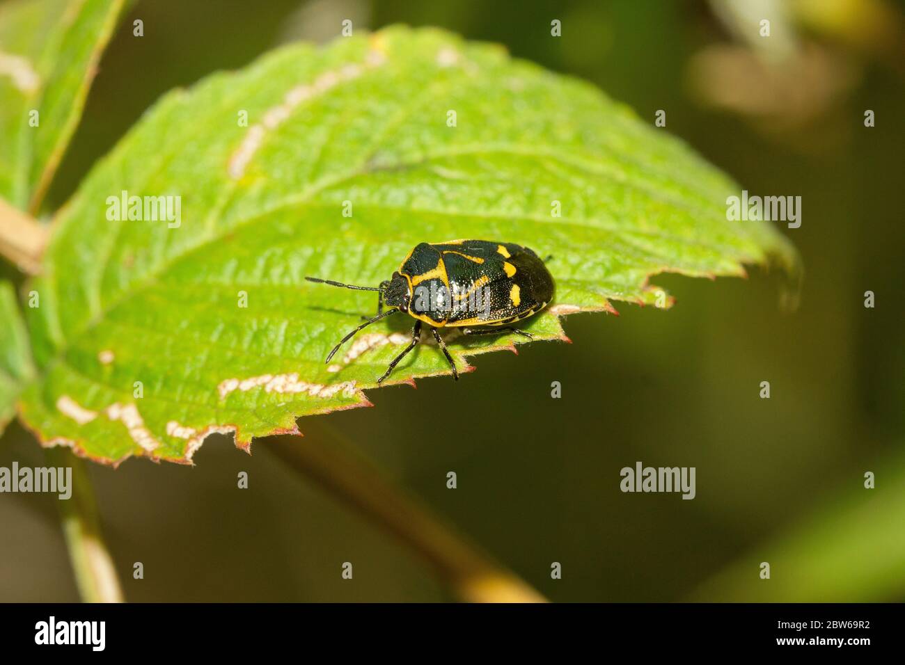 Crucifer shield bug (Eurydema oleraceum Stock Photo - Alamy