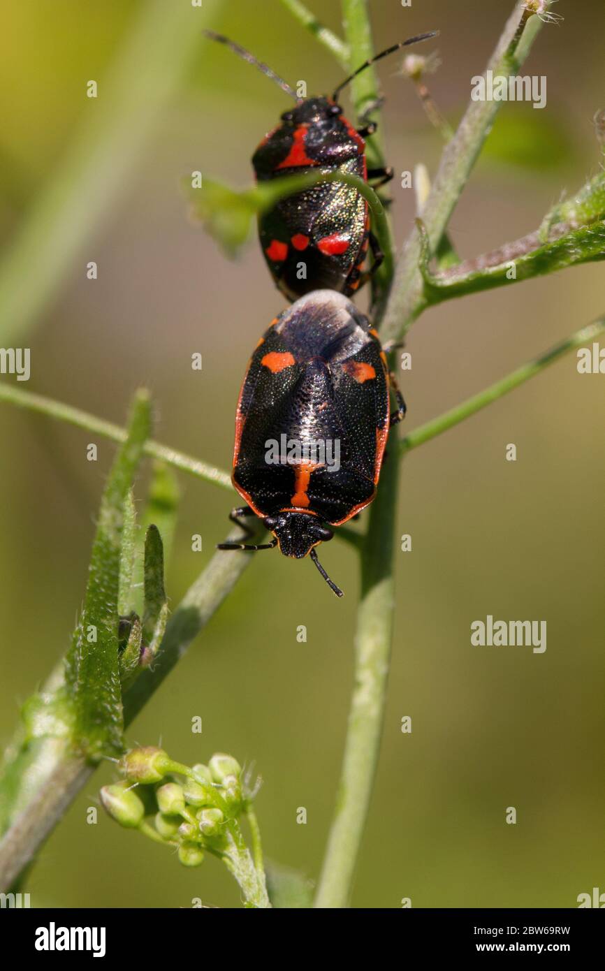 Crucifer shield bug (Eurydema oleraceum Stock Photo - Alamy