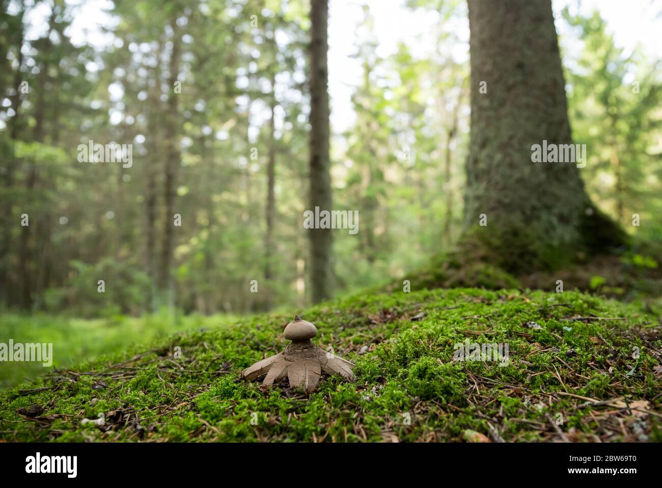 Pectinatum hi-res stock photography and images - Alamy