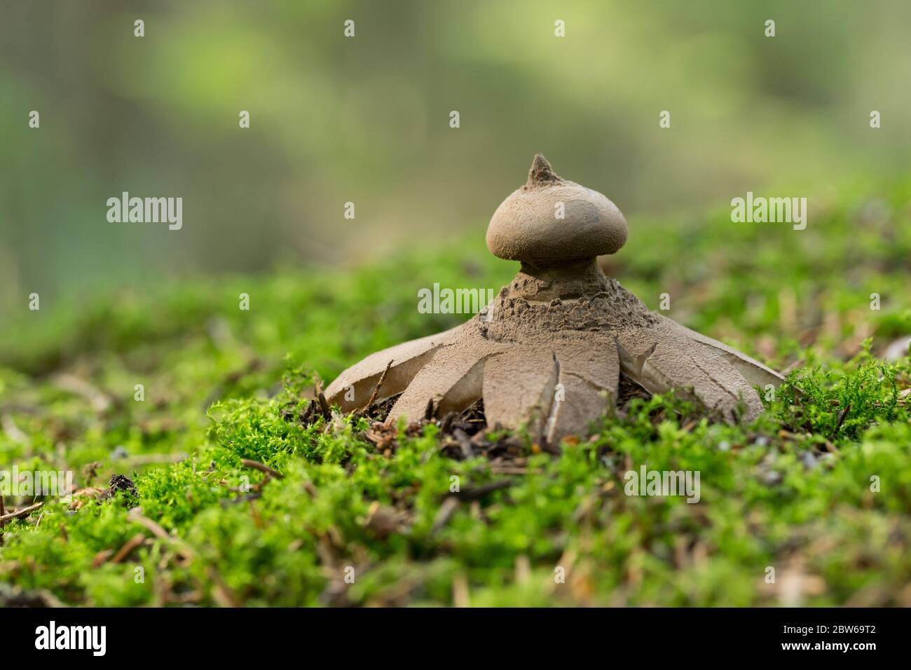 Pectinatum earth star hi-res stock photography and images - Alamy