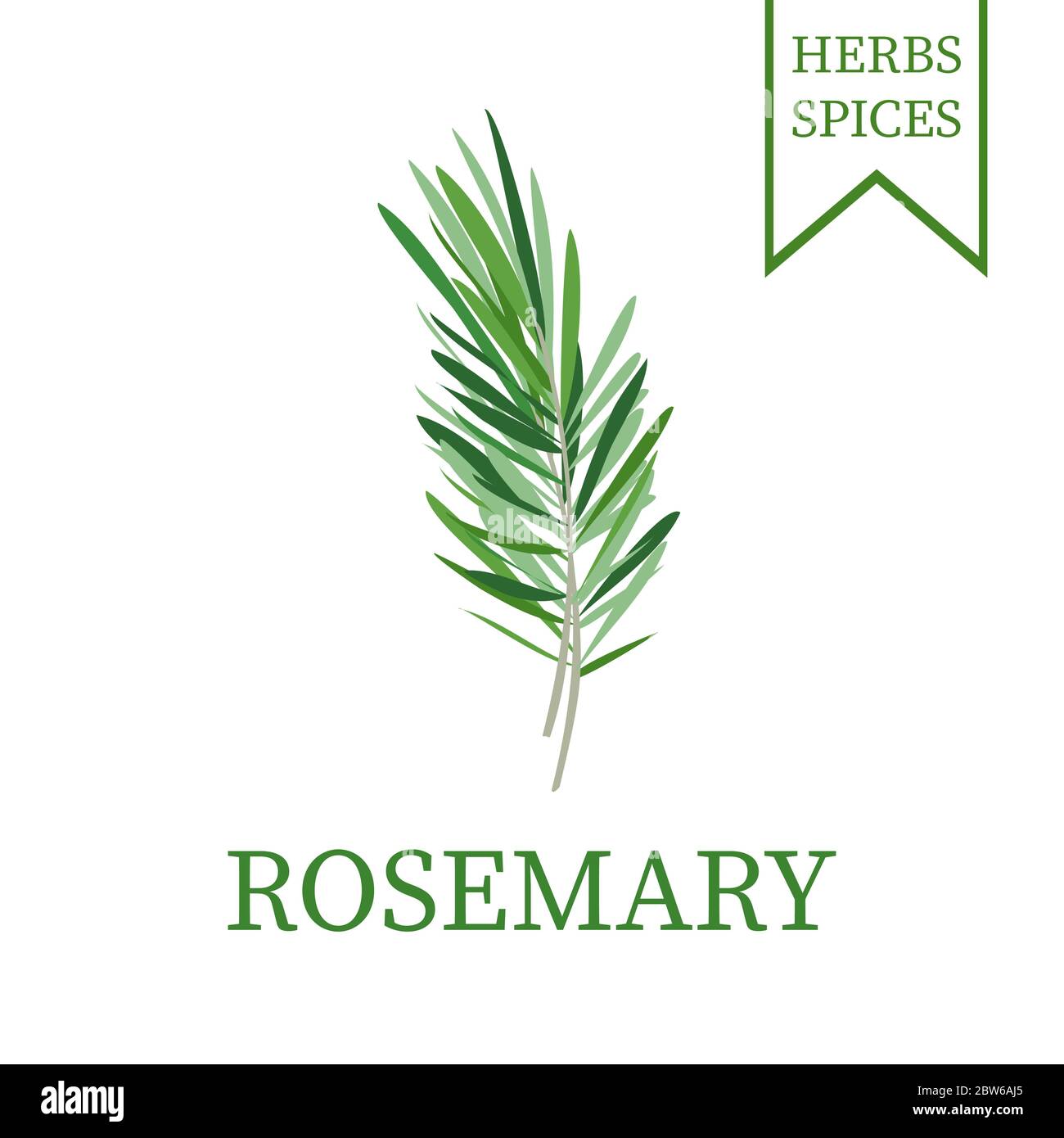 Rosemary branch, green sprig fresh rosemary. Vector illustration Stock ...