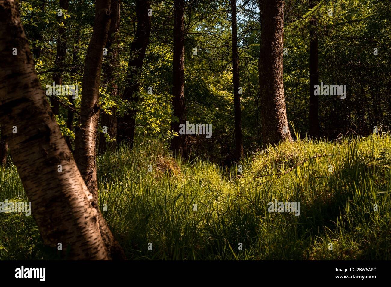 Forest path in morning sunshine. Balerno, Scotland Stock Photo - Alamy