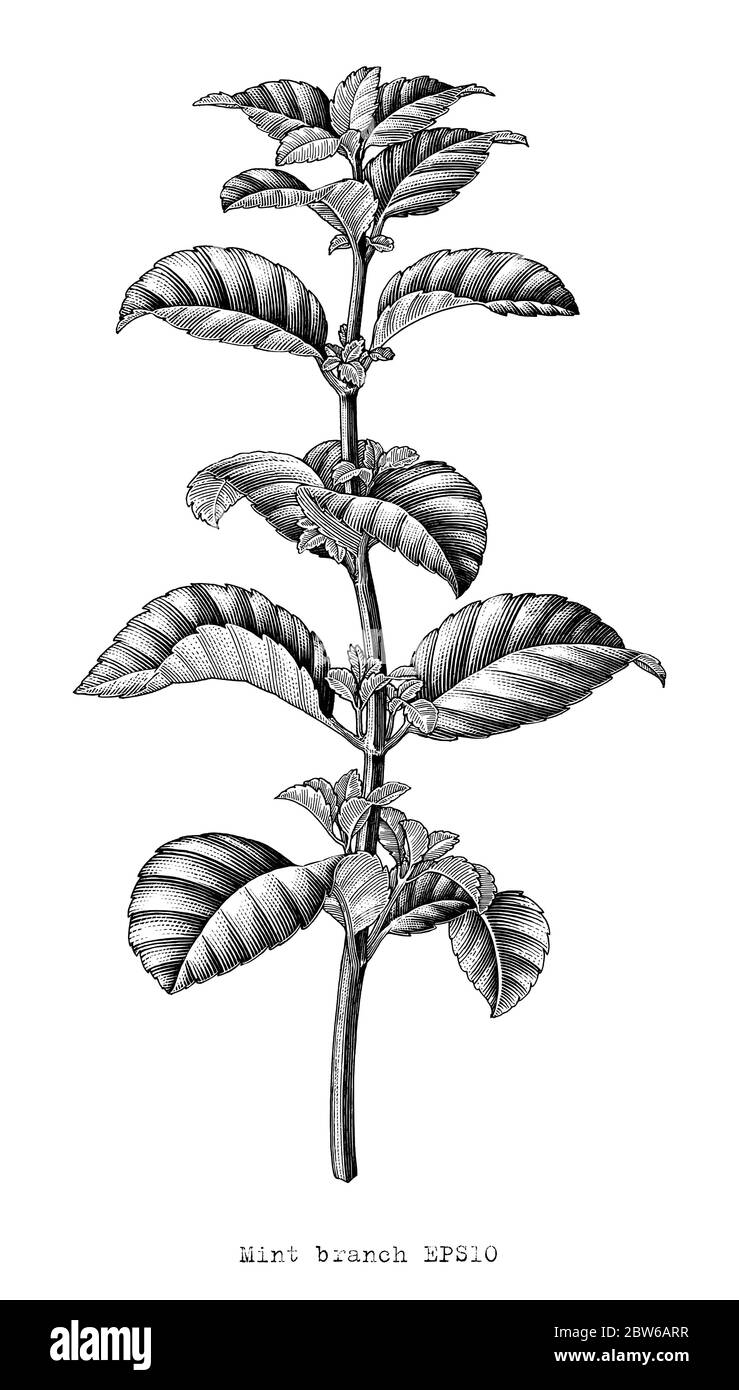 Peppermint hand drawing vintage engraving style black and whie clip art ...