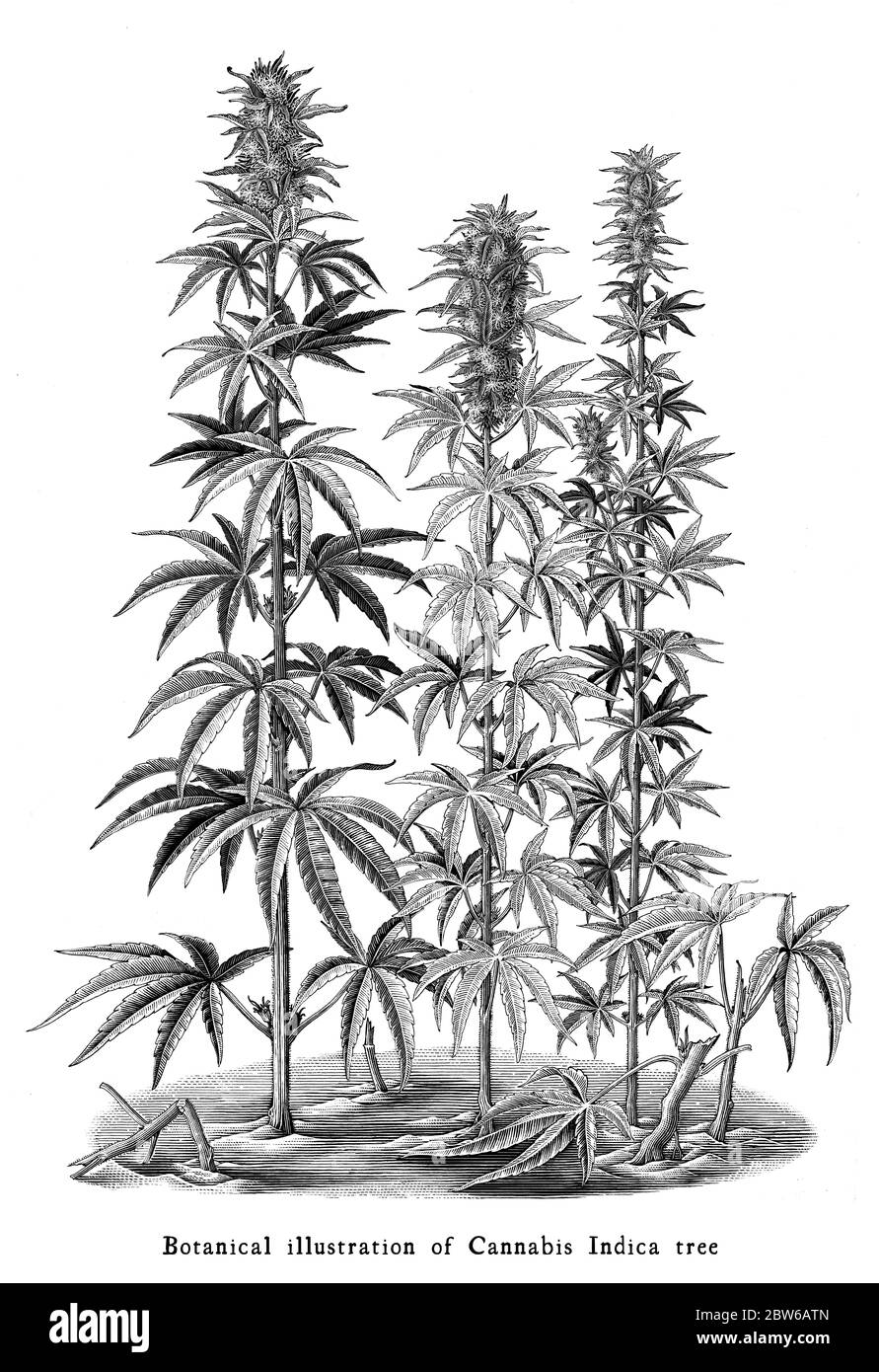 Cannabis plant green on Black and White Stock Photos & Images - Alamy