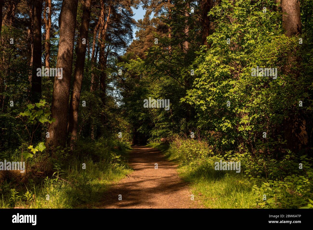 Forest path in morning sunshine. Balerno, Scotland Stock Photo - Alamy