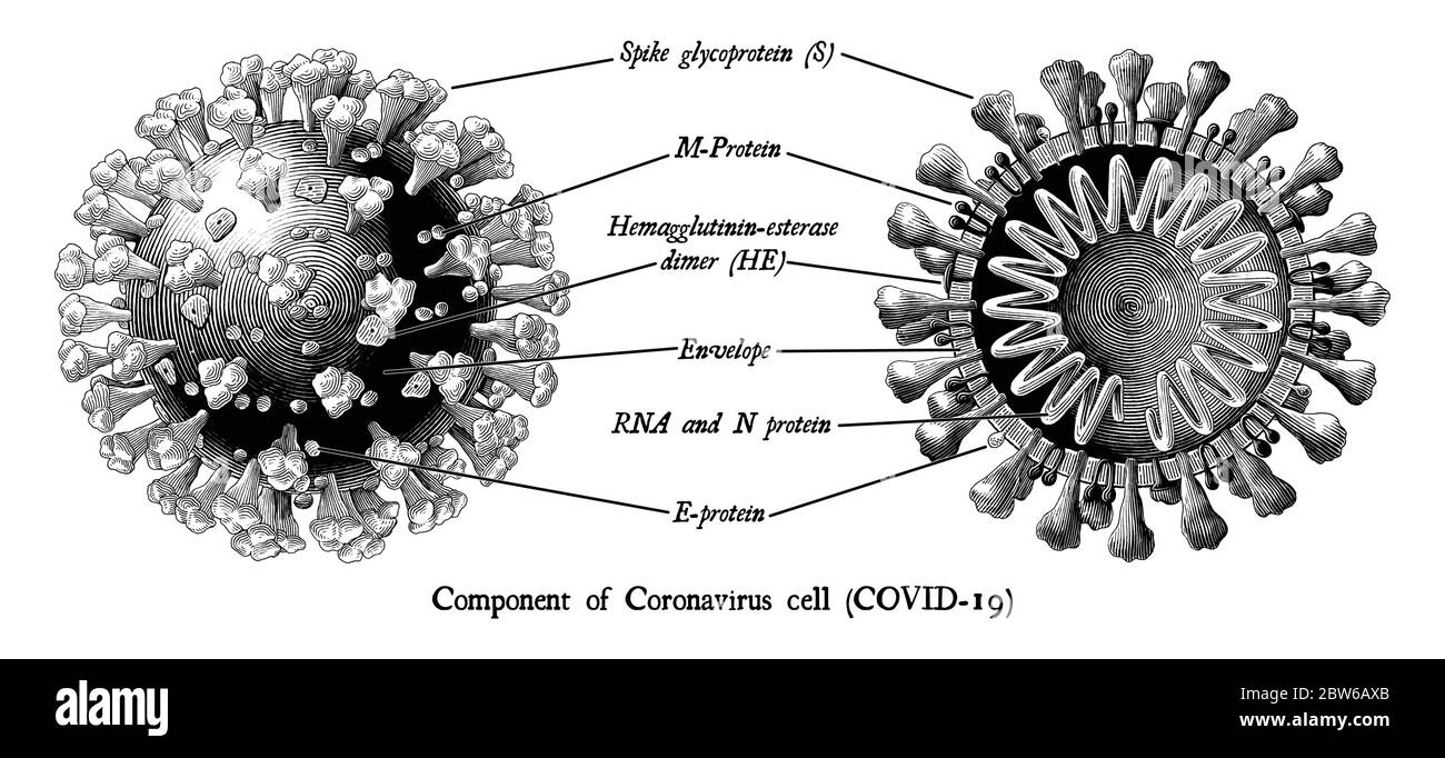 Coronavirus disease 2019 (COVID-19). Component of Coronavirus cells ...