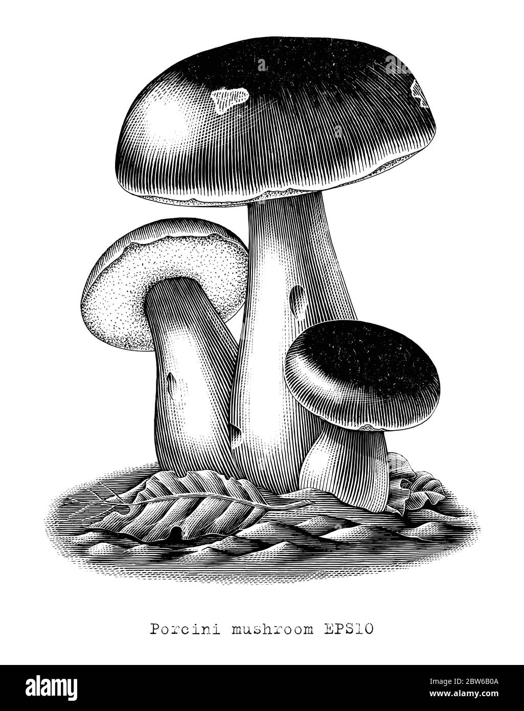 Antique engraving illustration of Porcini mushroom hand draw clip art ...