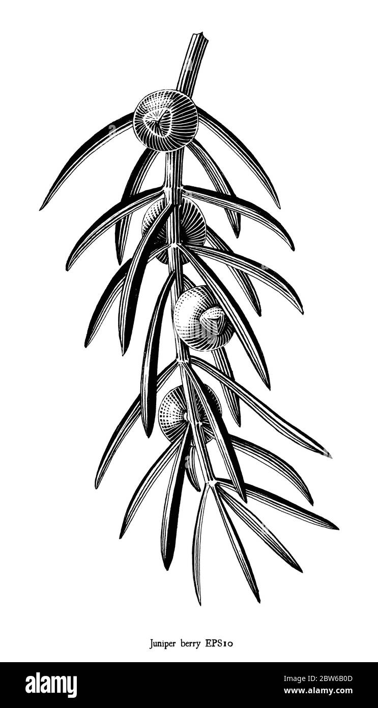 Juniper Vector Drawing Isolated Vintage Illustration Of Juniper Draw