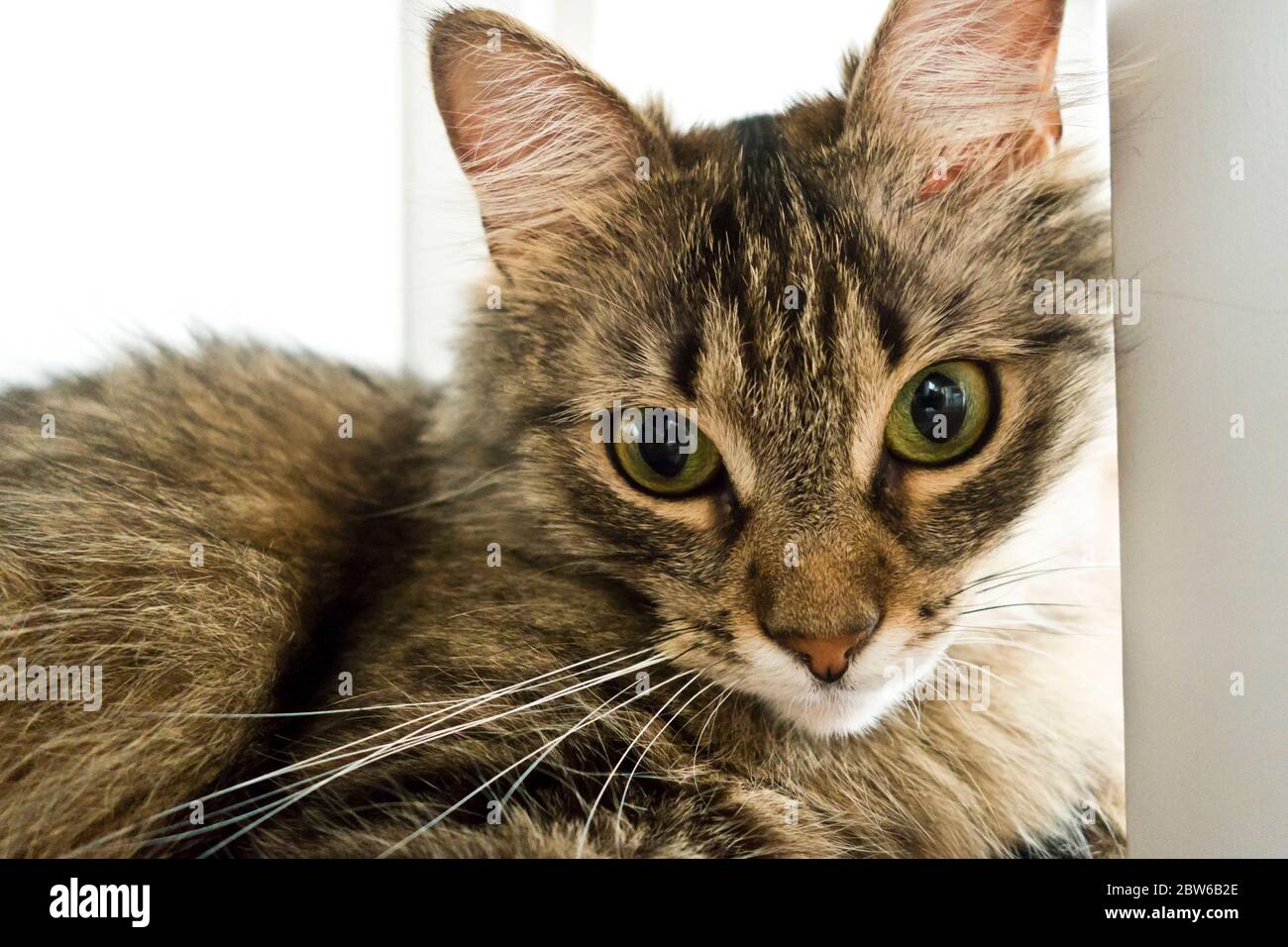 domestic crossbreed cat portrait Stock Photo - Alamy