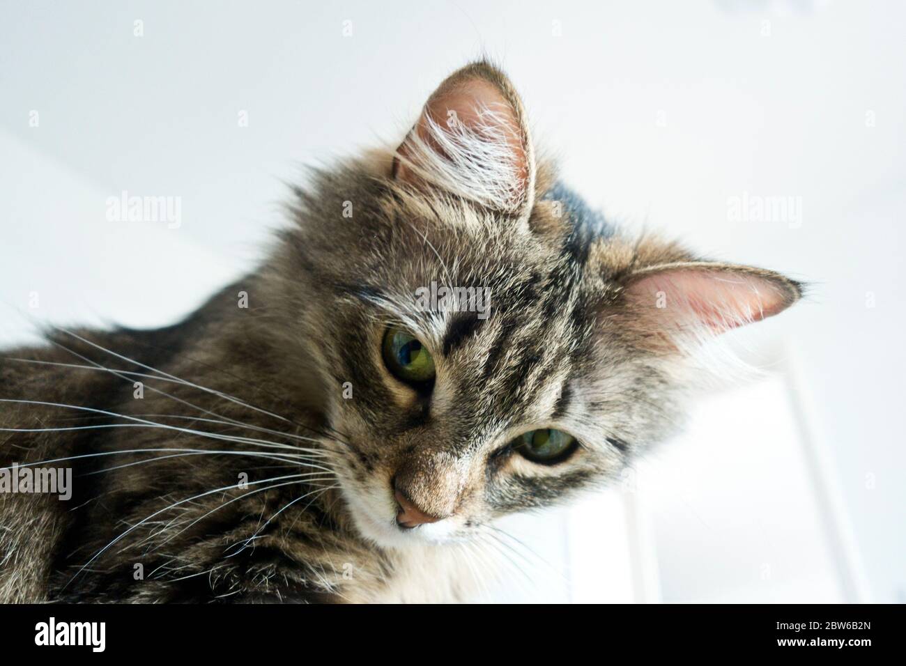 domestic crossbreed cat portrait Stock Photo - Alamy
