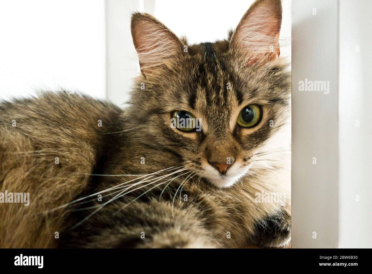 domestic crossbreed cat portrait Stock Photo - Alamy
