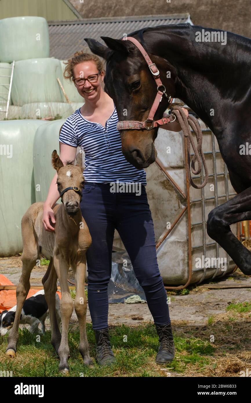 Cute newborn riding horse colt stands next to a woman in the grass. At ...