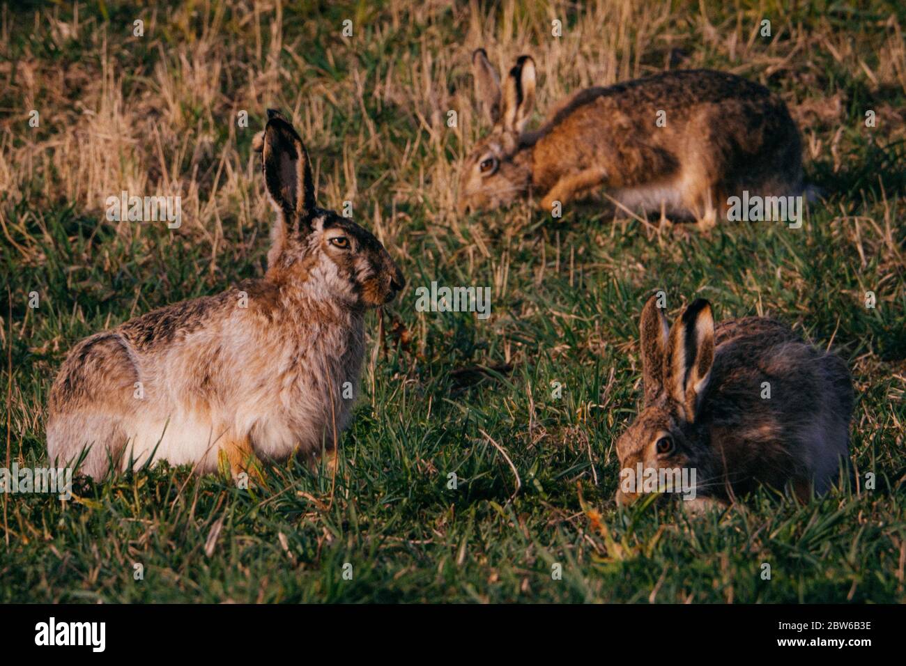 Group of hares hi-res stock photography and images - Alamy