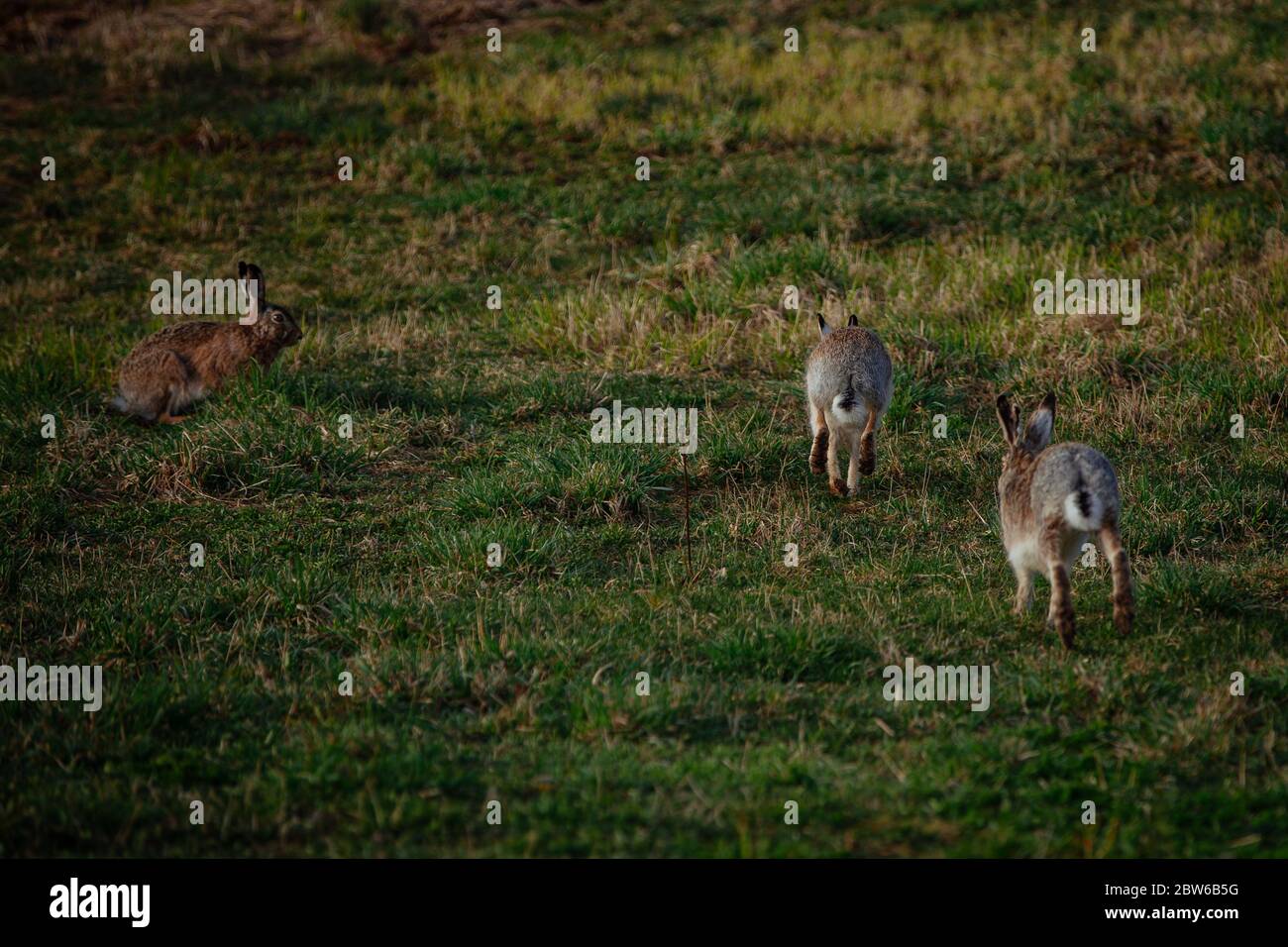 Hares running hi-res stock photography and images - Alamy