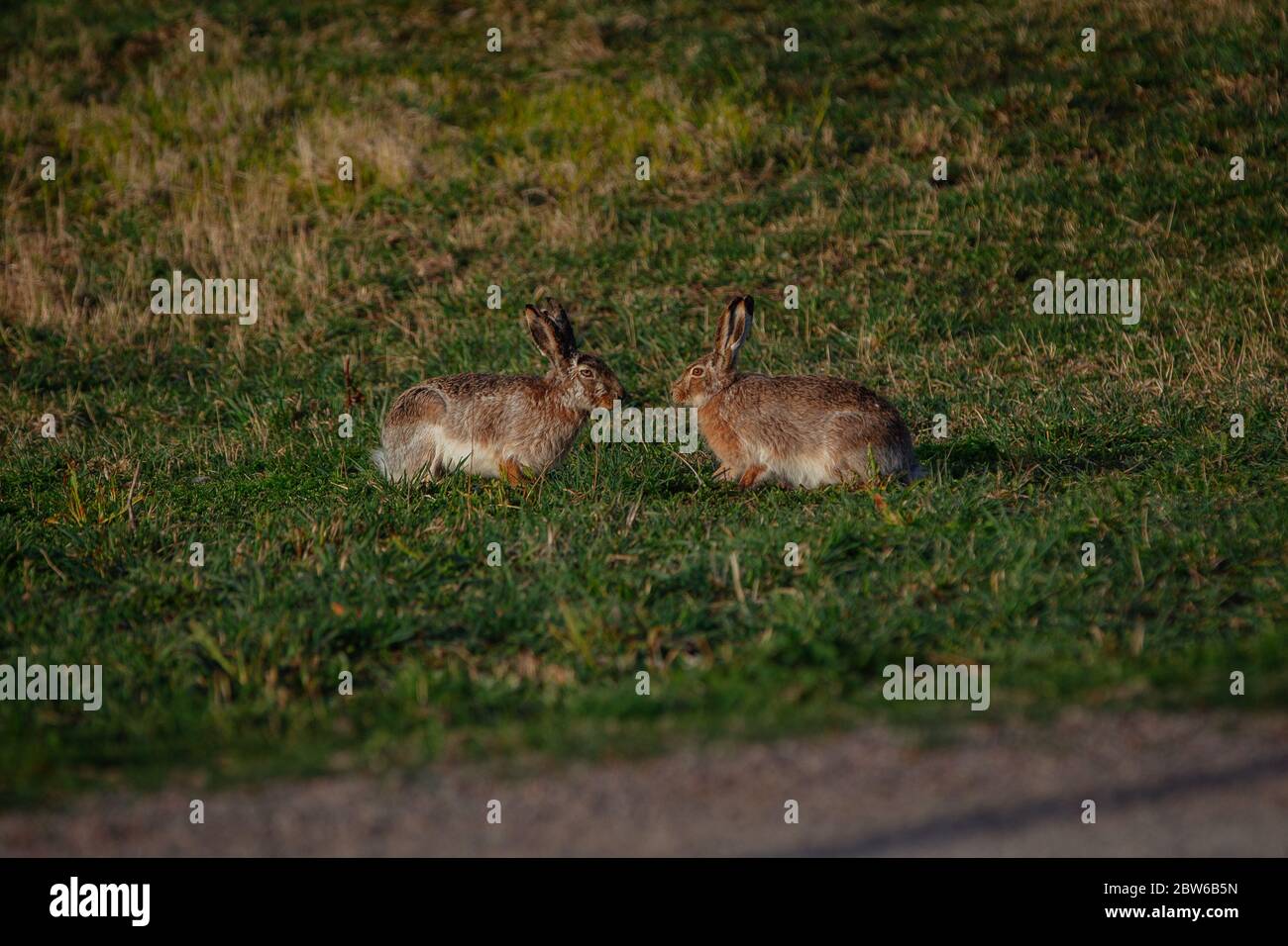 Couple rabbit hi-res stock photography and images - Alamy