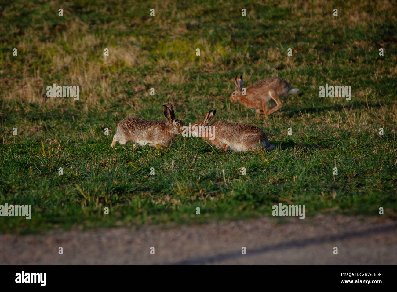 Hares couple in spring, Finland, Vantaa Stock Photo - Alamy