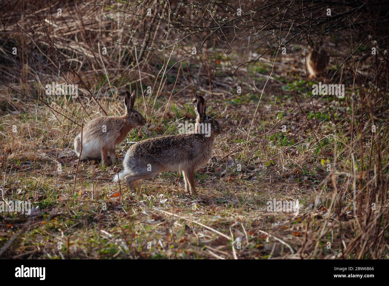 Hares in Finland, spring Stock Photo - Alamy
