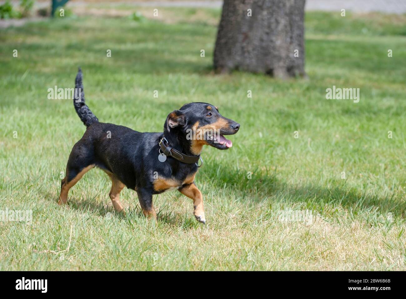 Black and tan Jack Russell Terrier posing in full body, stands in the ...