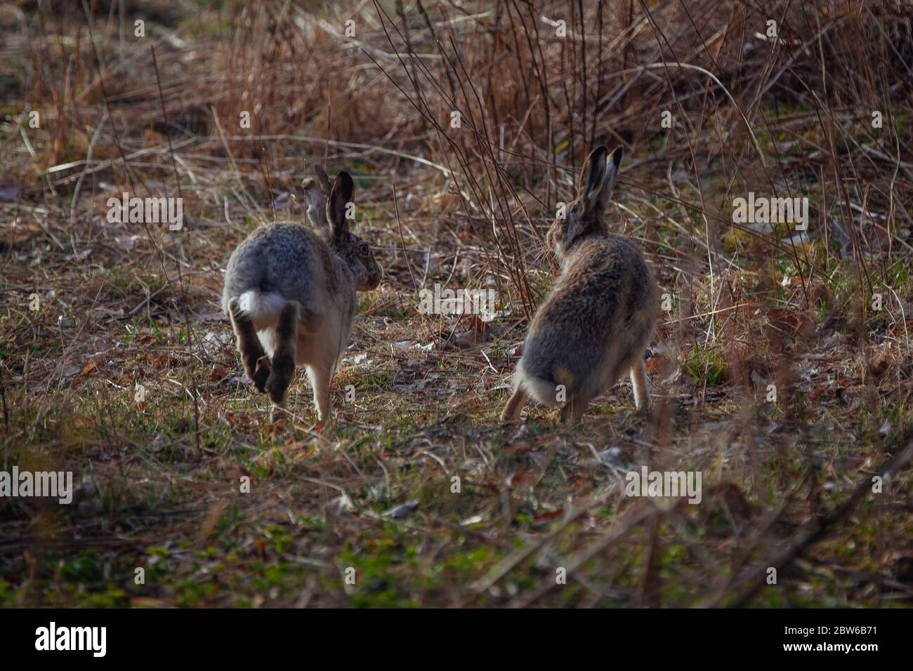 Two hares are running, Finland Stock Photo - Alamy