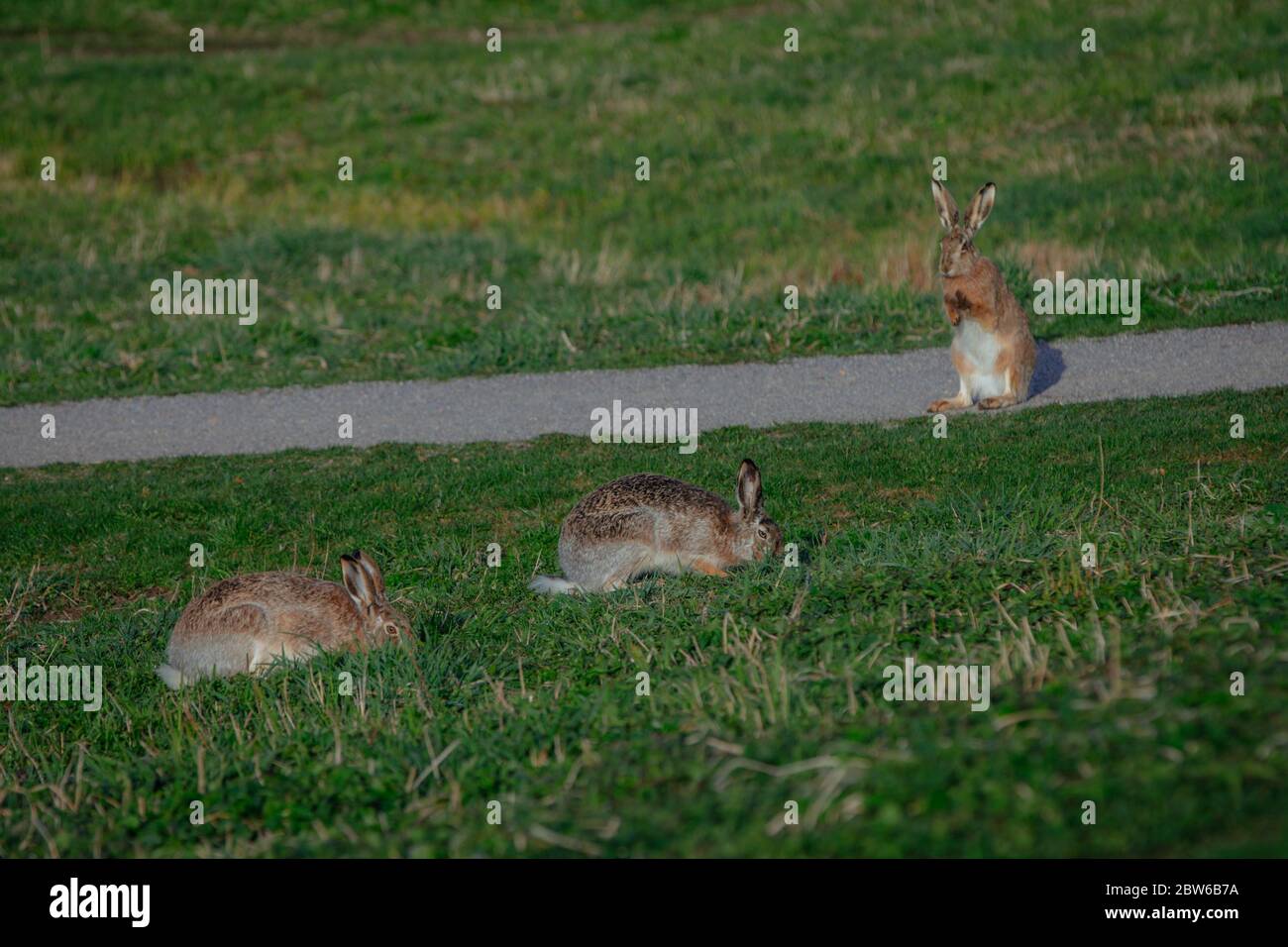 Bunny trail hi-res stock photography and images - Alamy