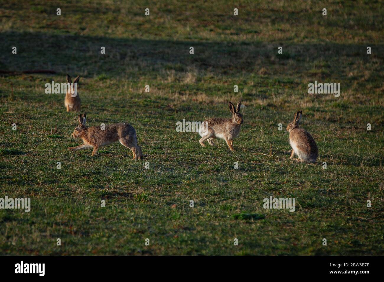 Many hares hi-res stock photography and images - Alamy