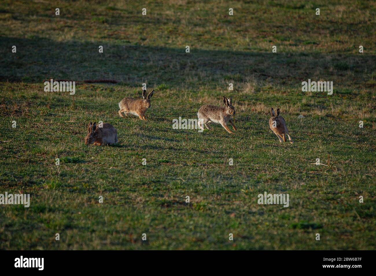 Many hares hi-res stock photography and images - Alamy