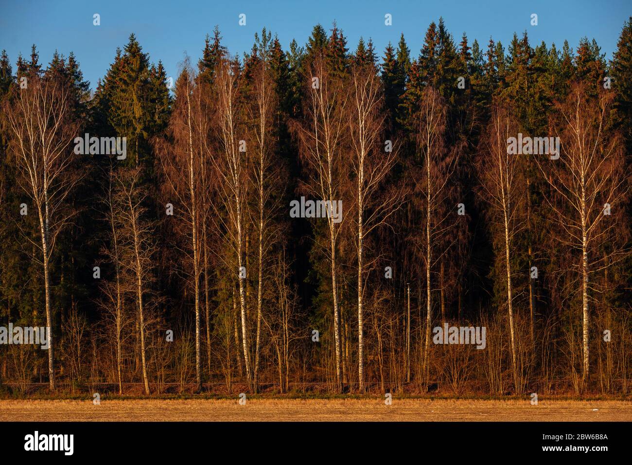 Finland forest hi-res stock photography and images - Alamy