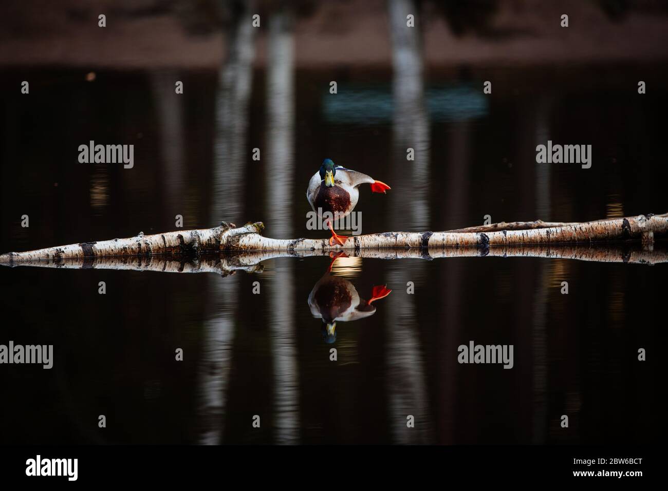 One leg standing duck hi-res stock photography and images - Alamy