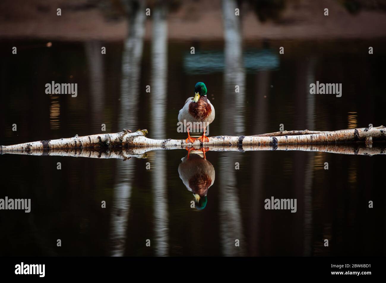 Duck in woods hi-res stock photography and images - Alamy