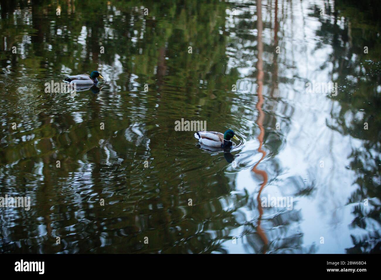 Ducks in Finnish woods, forest reflection Stock Photo - Alamy
