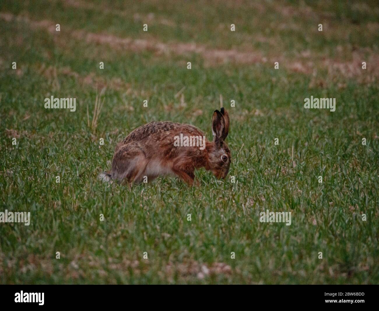 Hare fauna hi-res stock photography and images - Alamy