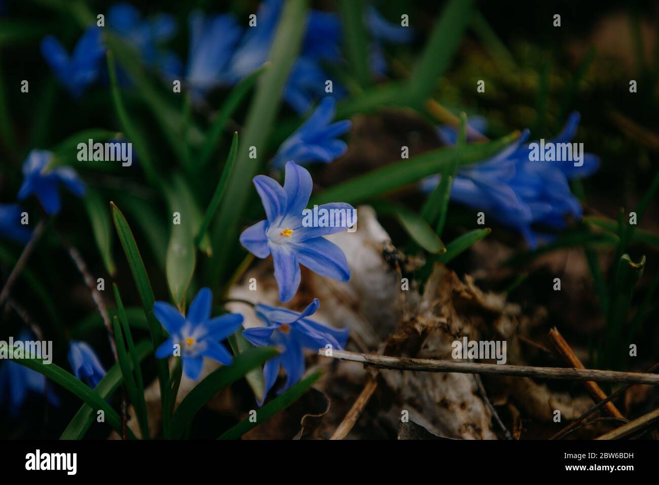 Beautiful spring forget flowers hi-res stock photography and images - Alamy