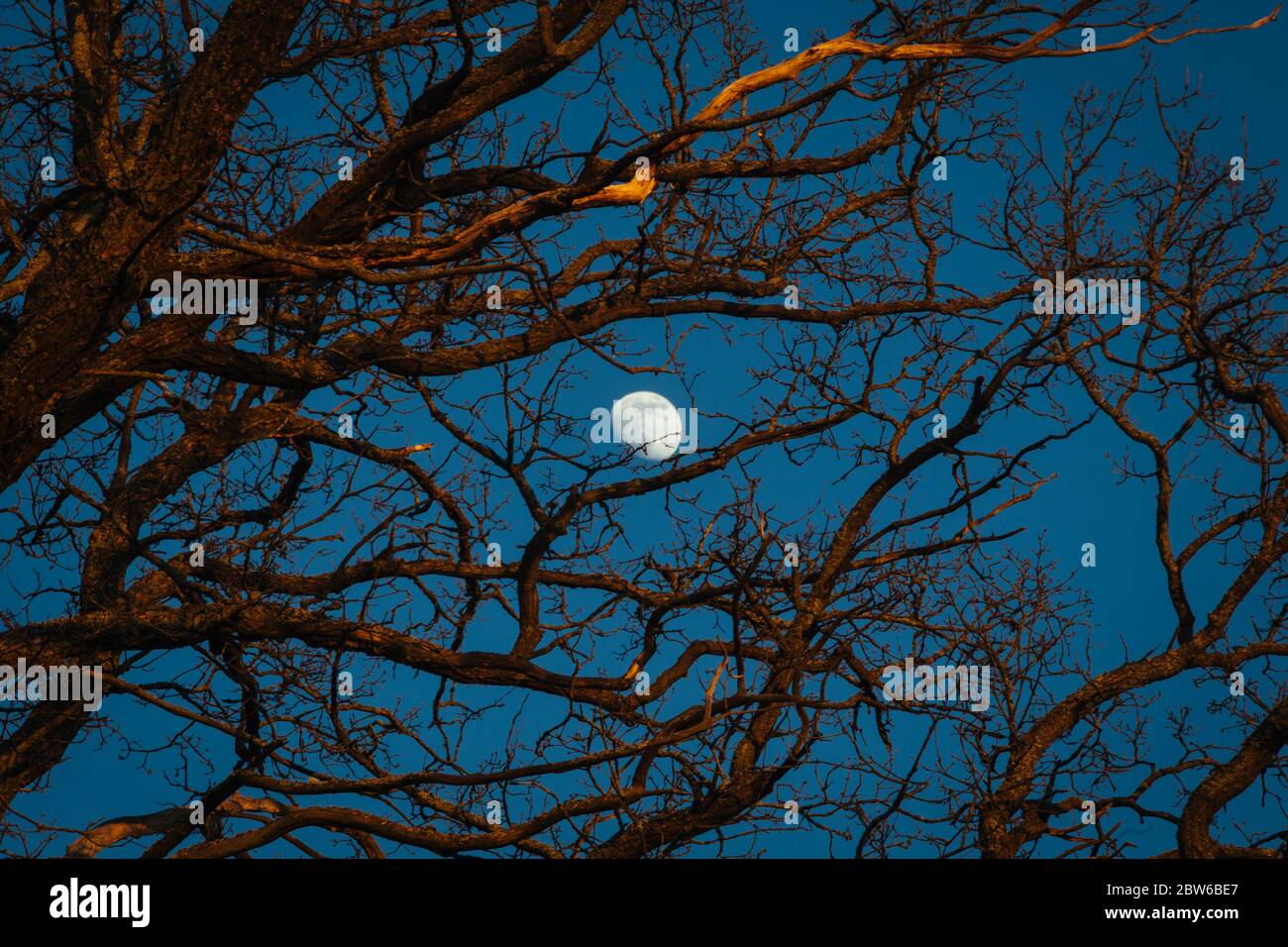 Branches and moon hi-res stock photography and images - Alamy