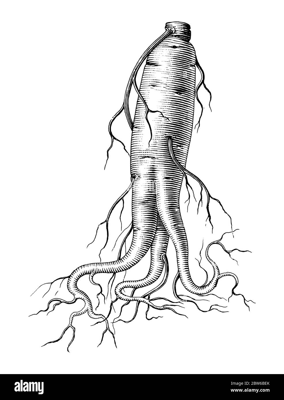 Ginseng hand drawing vintage style black and white clip art isolated on ...