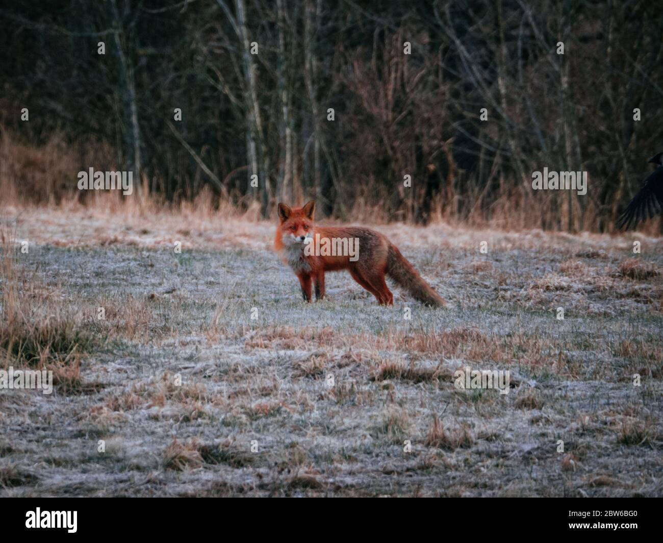 Fox in rural Finland Stock Photo - Alamy