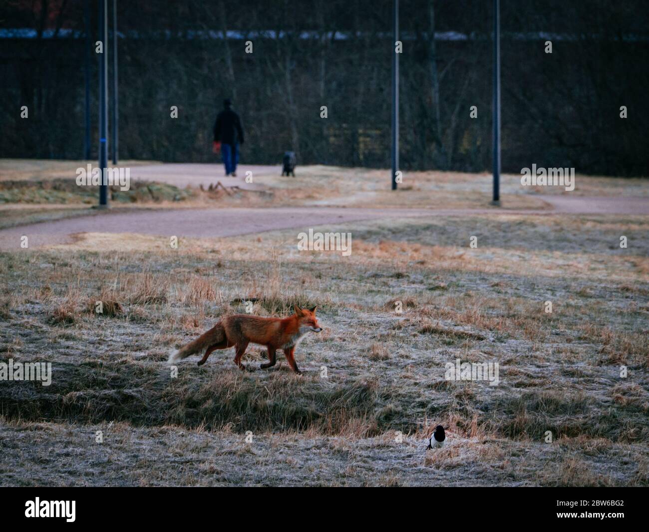 Fox crossing the road in Vantaa, Finland Stock Photo - Alamy