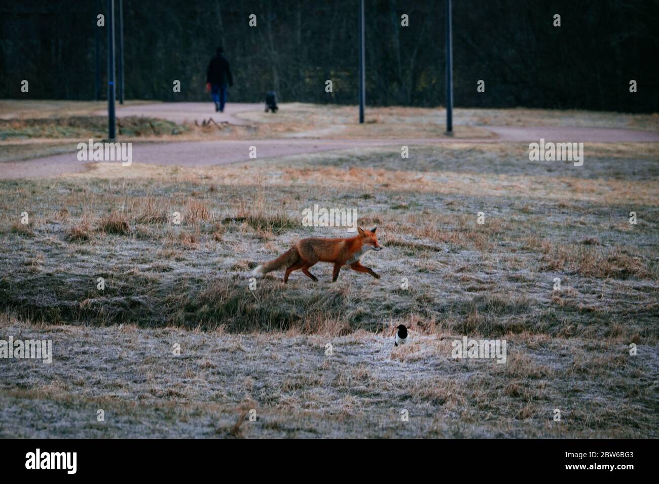 Fox crossing the road in Vantaa, Finland Stock Photo - Alamy